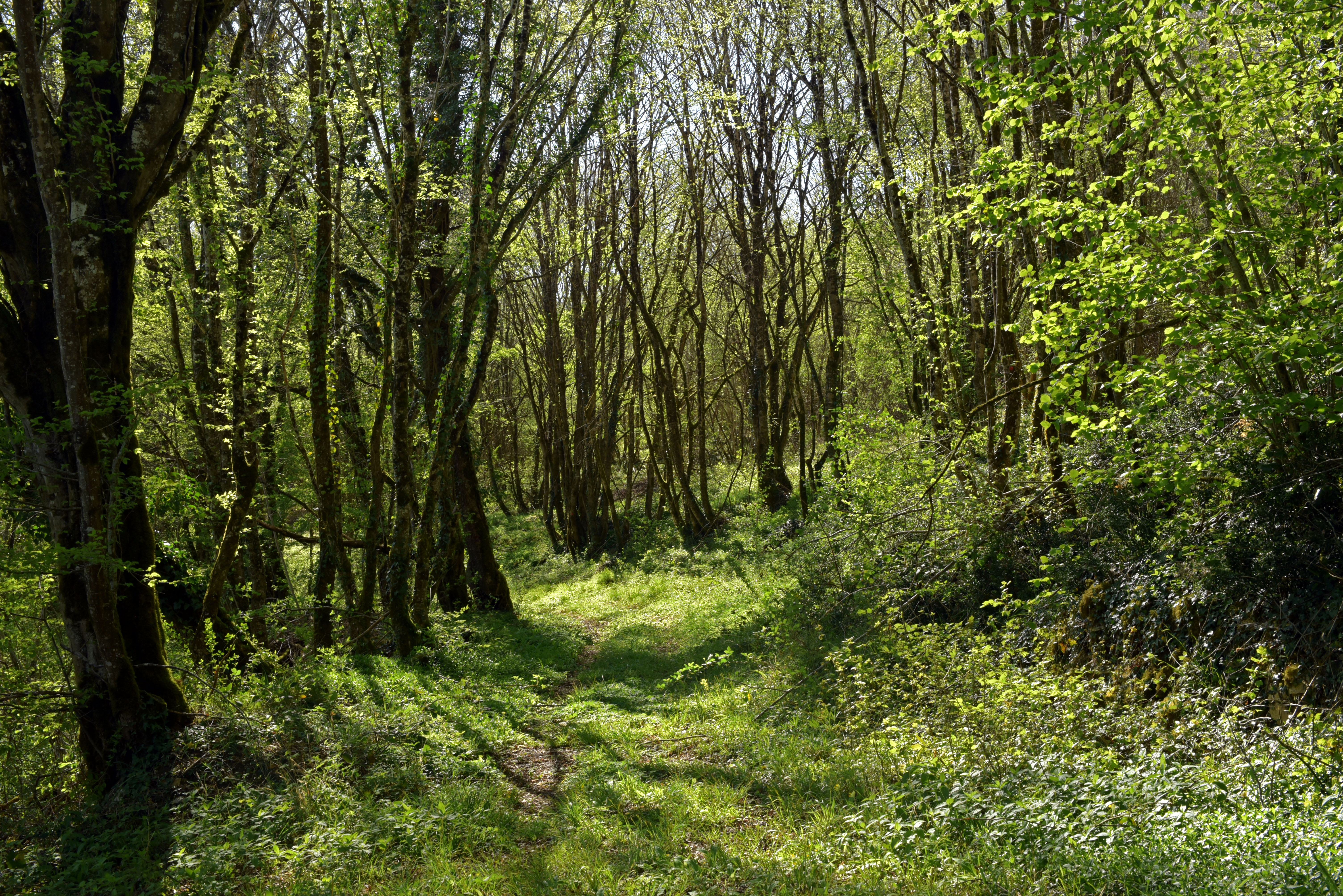 En mars, parlons forêt en Centre-Val de Loire ! - Portail de la ...