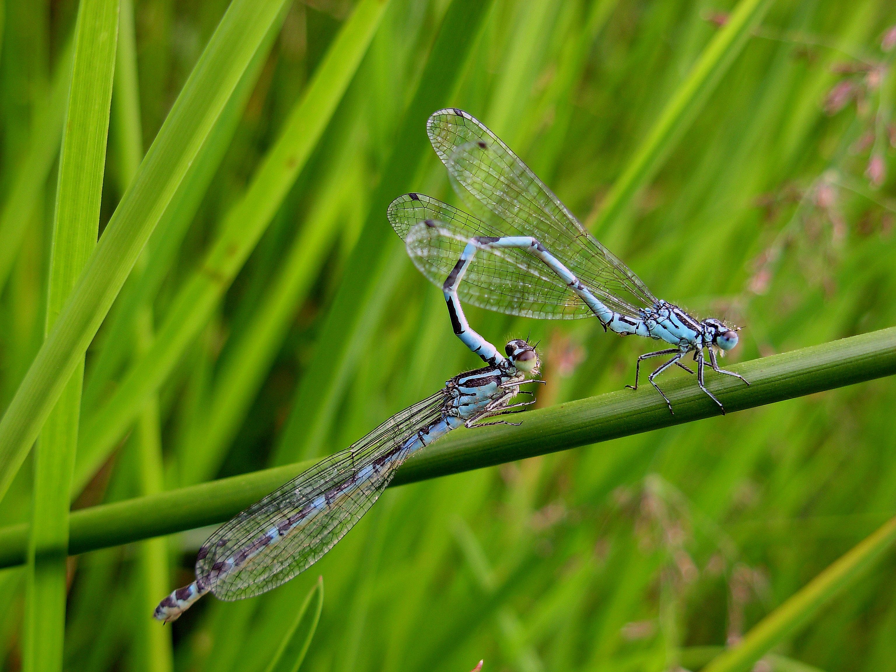 Un quart des espèces de libellules menacé en Centre-Val de Loire ...