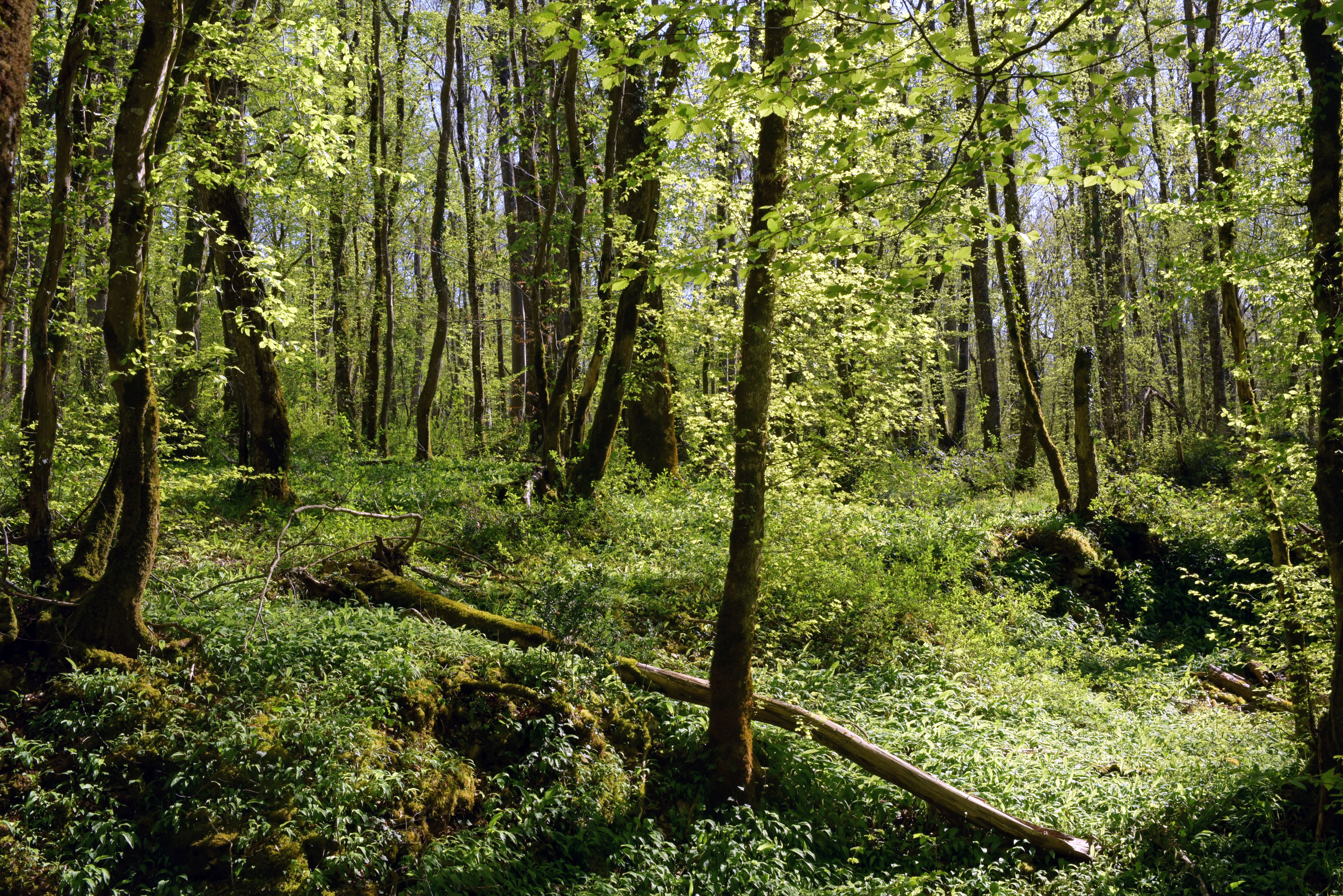 Récap' d'indicateur : état et suivi de la forêt - Portail de la ...