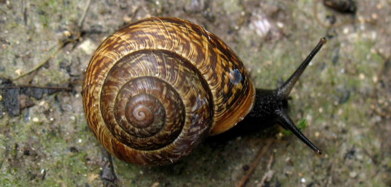 Chapitre Mollusques - Portail de la biodiversité en Centre-Val de Loire