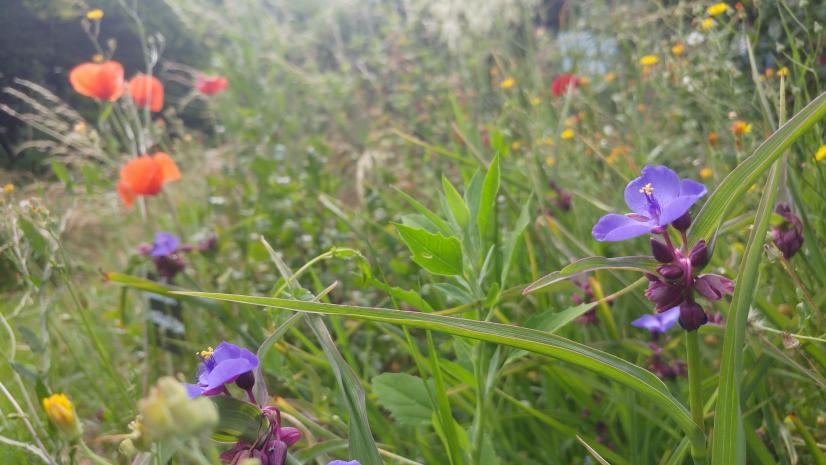 Planter un bosquet urbain - Portail de la biodiversité en Centre-Val de ...